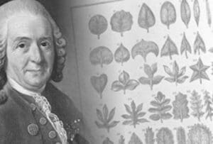 Carl Von Linneo y la aparición de la Taxonomía